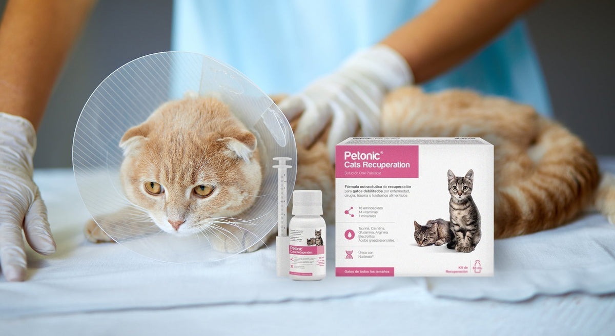Soporte nutricional en gatos debilitados: el papel de Petonic Cats Rec ...